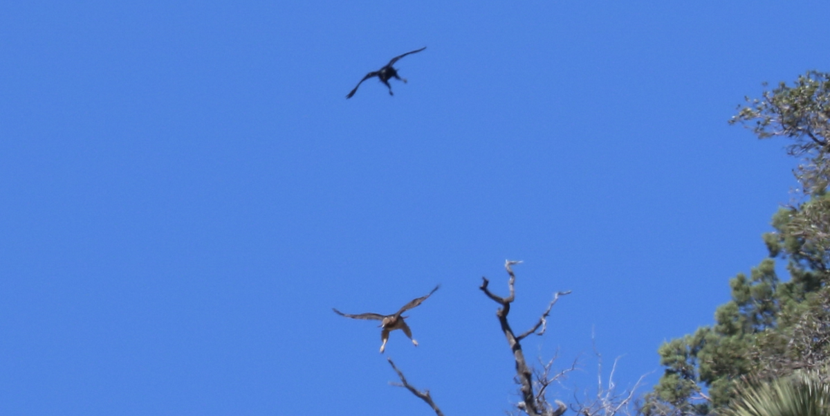 eBird Checklist - 18 Oct 2022 - Bear Mountain Ranch - 14 species