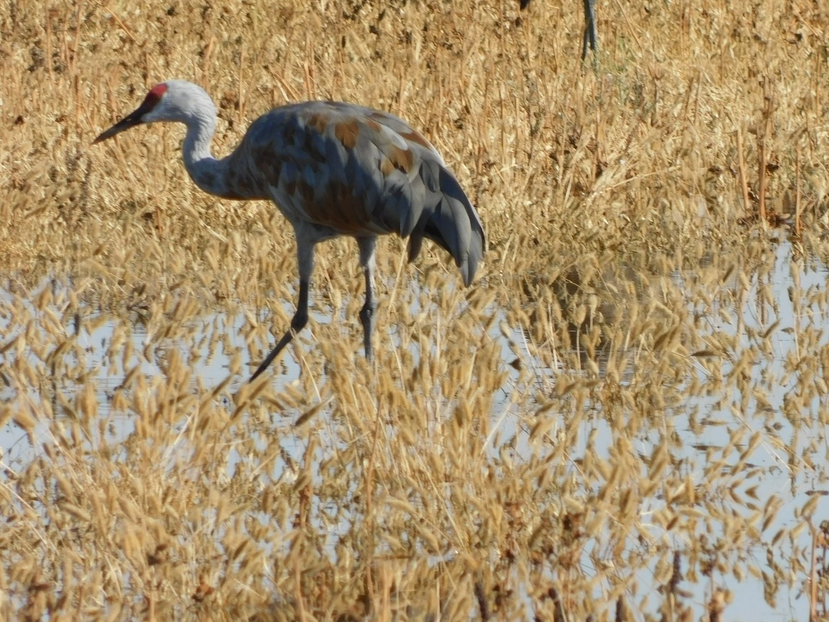 eBird Checklist - 17 Oct 2022 - Merced NWR - 52 species