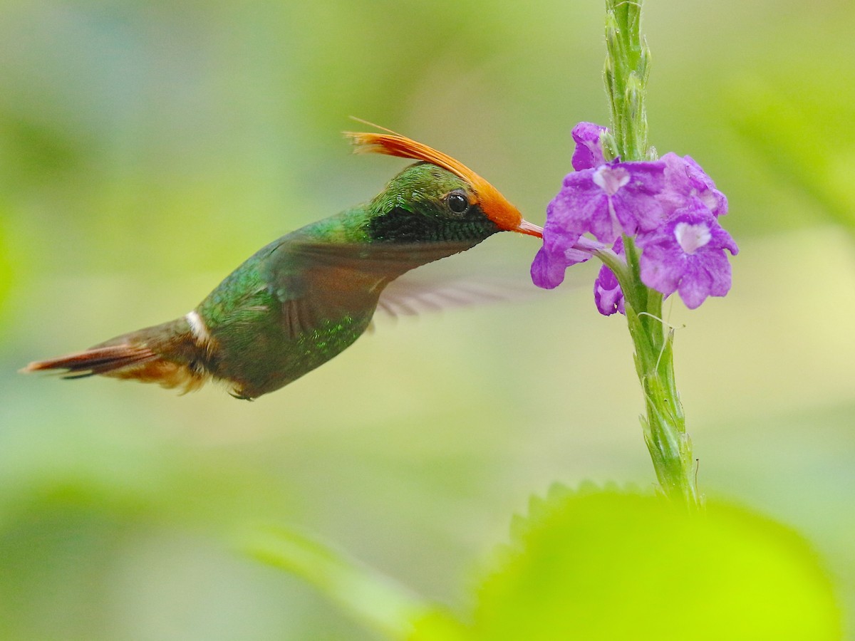 Rufous-crested Coquette - Lophornis delattrei - Birds of the World