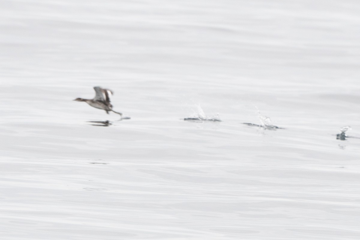 eBird Checklist - 16 Oct 2022 - Bodega Bay Pelagic 8/16 Leg 4 - 18 species