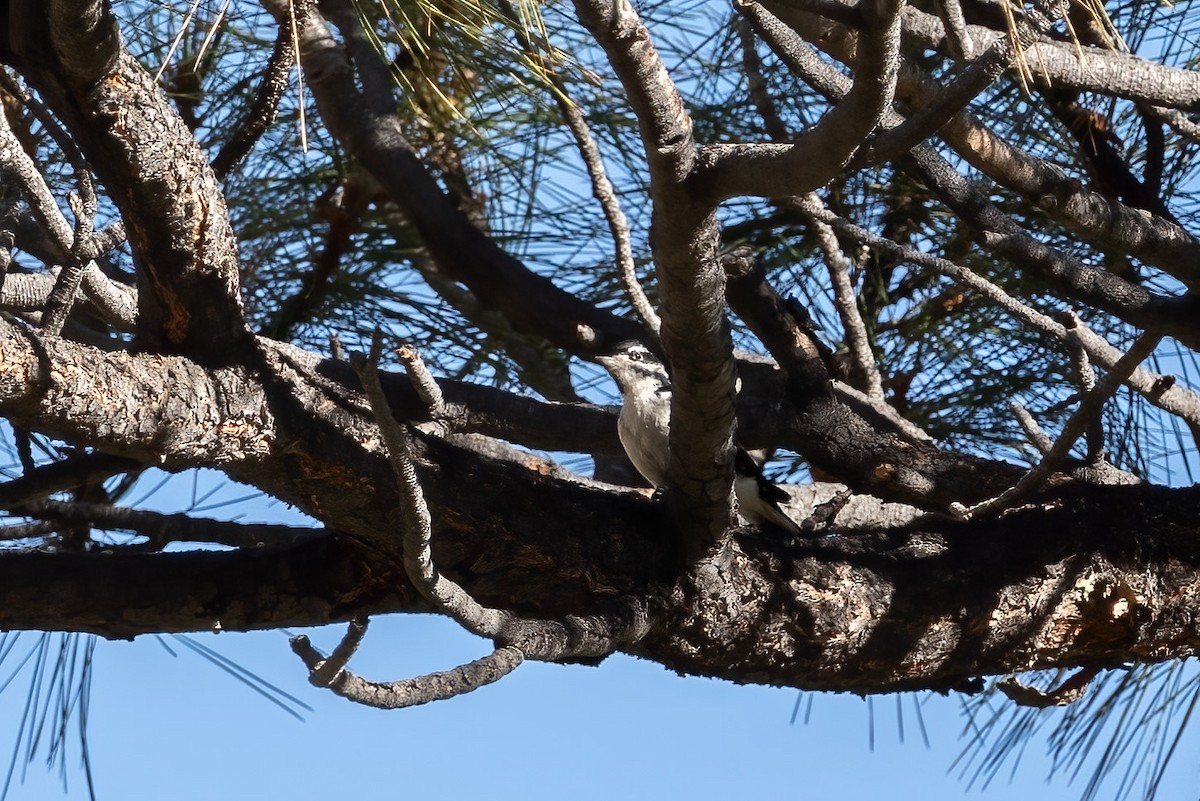 ML495210311 - Downy Woodpecker - Macaulay Library