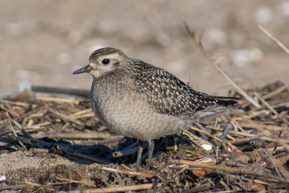 eBird Checklist - 18 Oct 2022 - Sandy Point - 13 species
