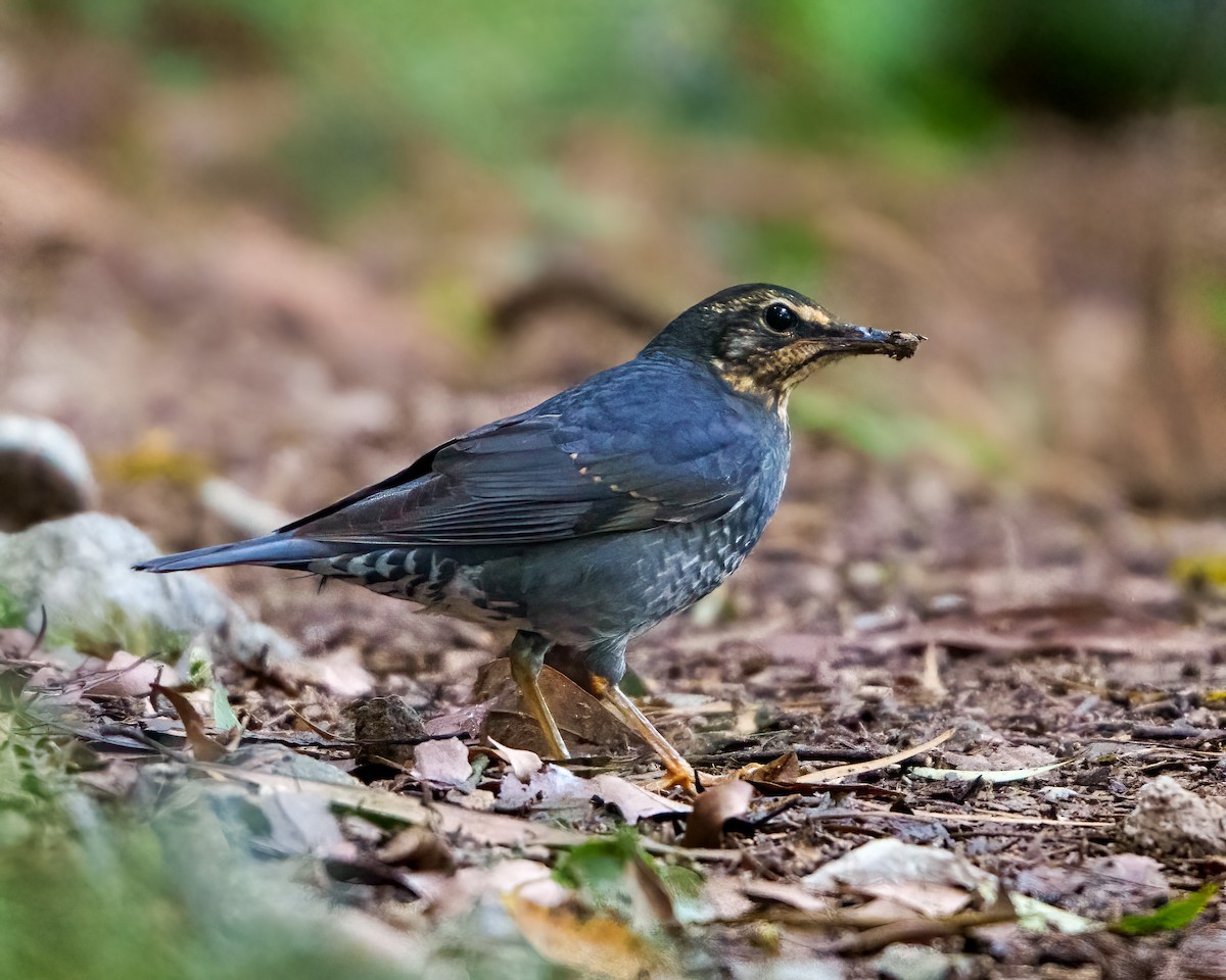 eBird Checklist - 19 Oct 2022 - Tai Lam Country Park - 35 species