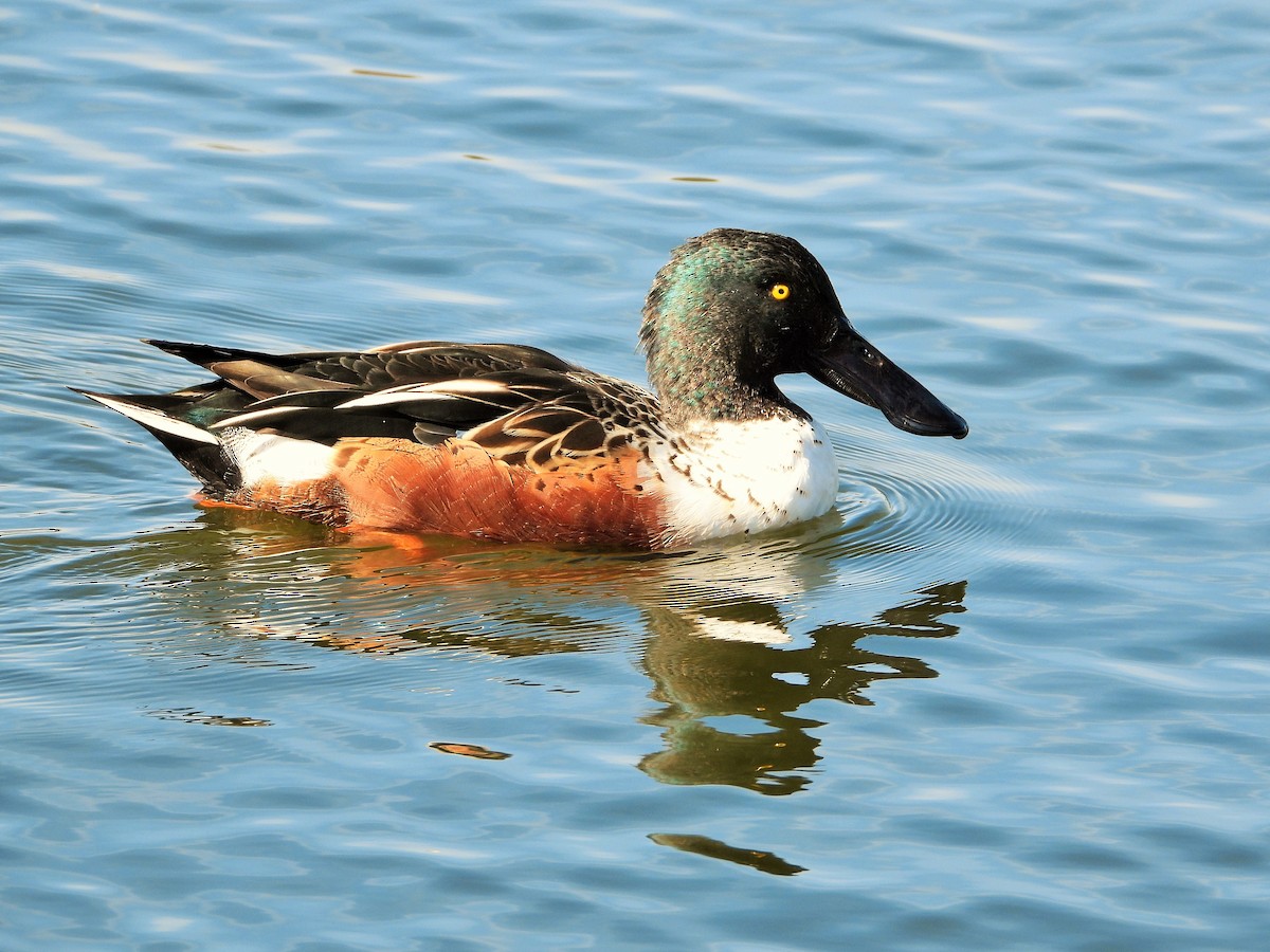 eBird Checklist - 17 Oct 2022 - Palo Alto Baylands - 36 species