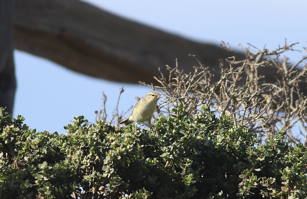 eBird Checklist - 18 Oct 2022 - Rodeo Lagoon - 7 species