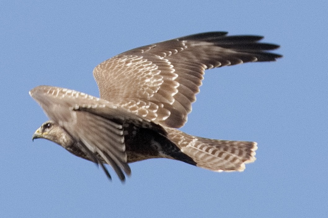 ML495290241 Common Buzzard Macaulay Library