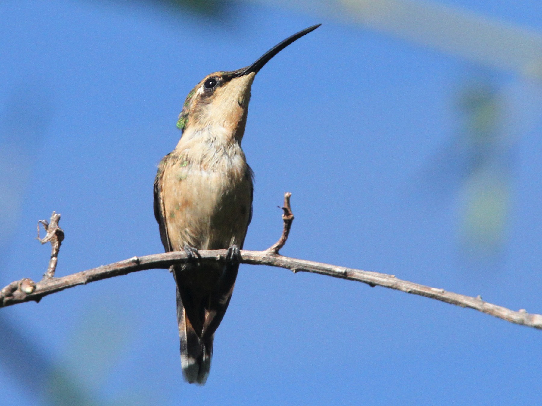 Colibri à queue singulière - eBird