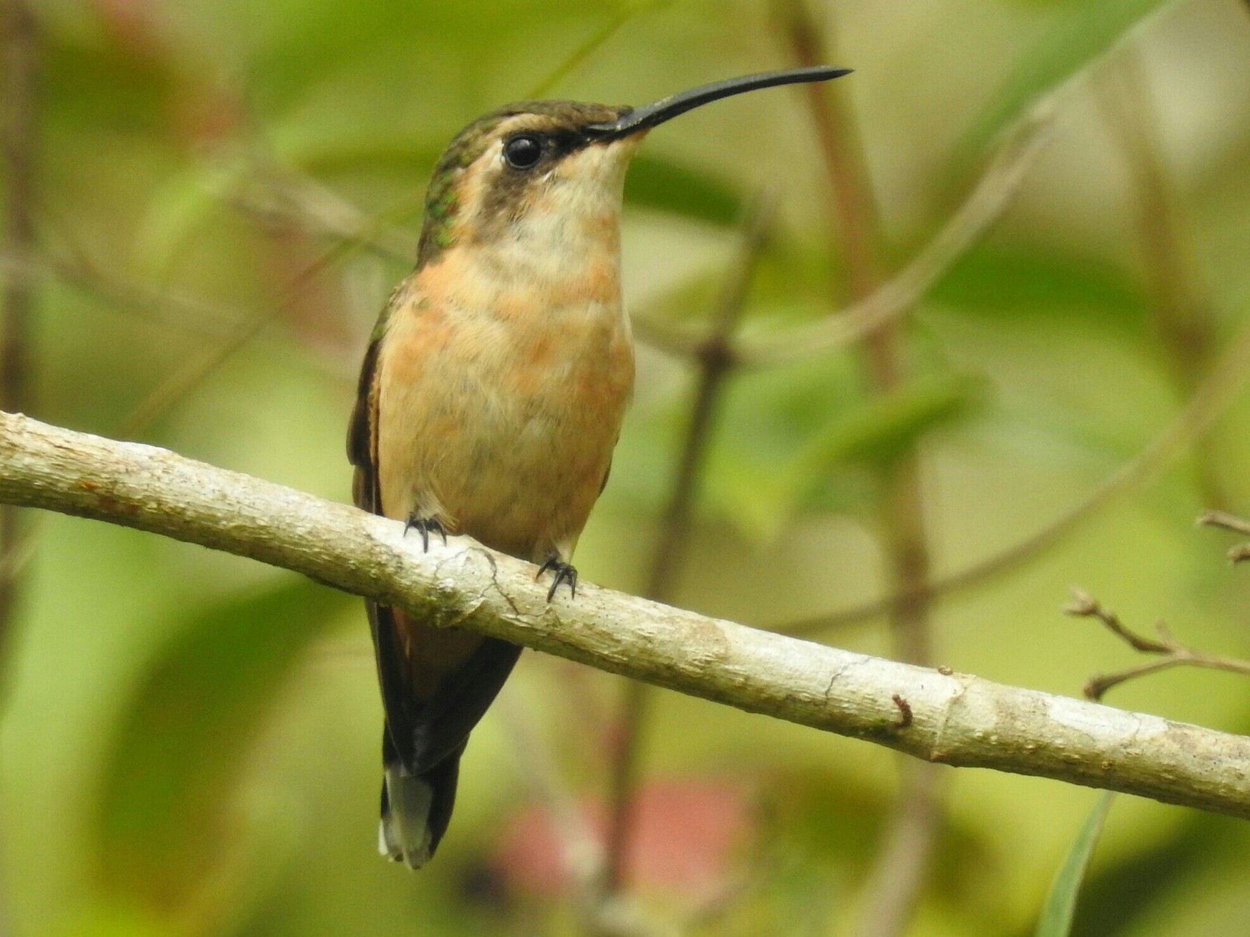 Colibri à queue singulière - eBird