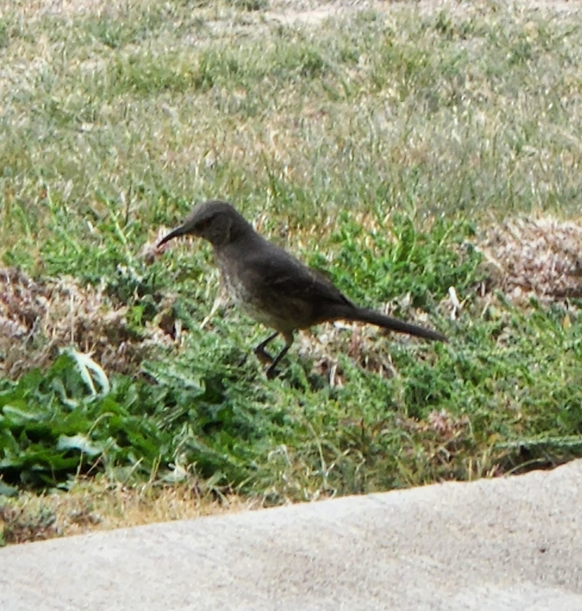 eBird Checklist - 18 Oct 2022 - TNC--Smoky Valley Ranch - 2 species