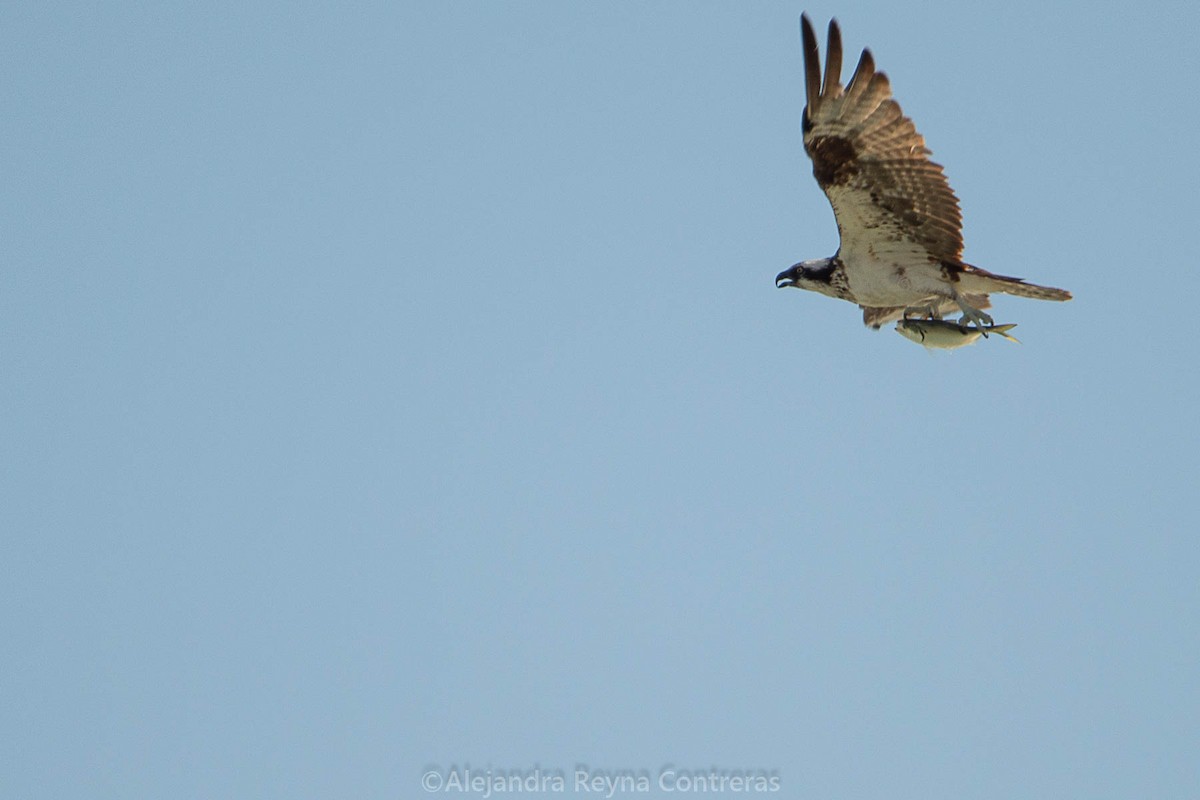 ML495352851 - Osprey - Macaulay Library
