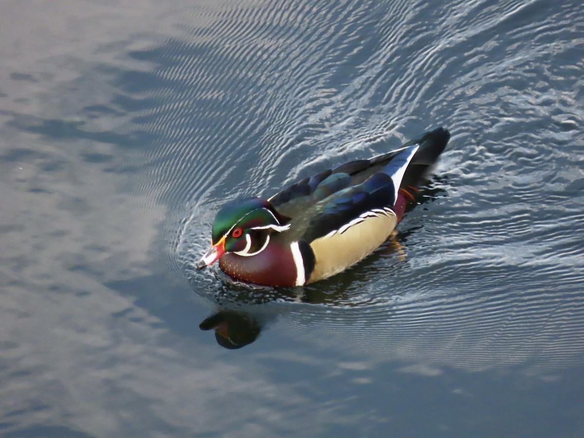 eBird Checklist - 8 Oct 2022 - Foster Island & Marsh Island - 19 ...