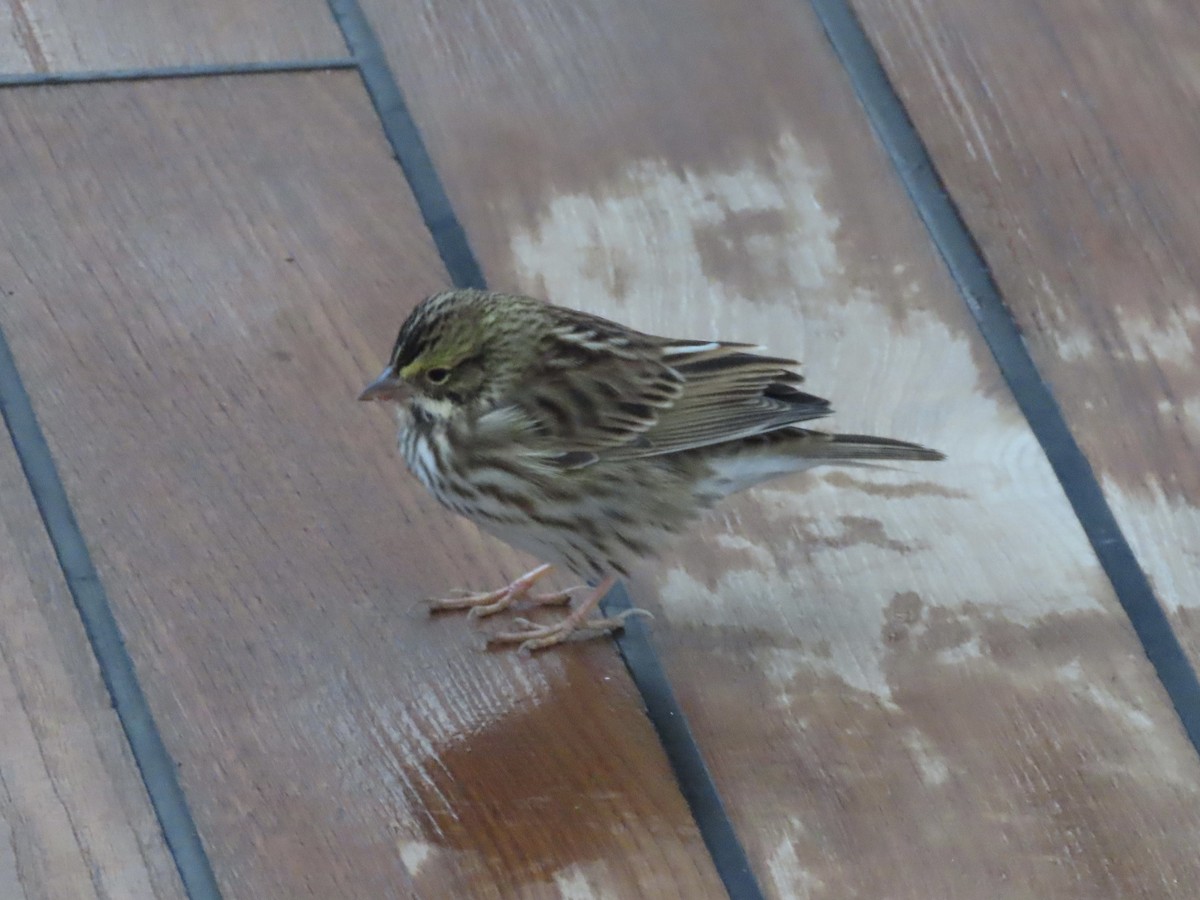 eBird Checklist - 11 Oct 2022 - Eurodam day 2 hour 4 Vancouver to San ...