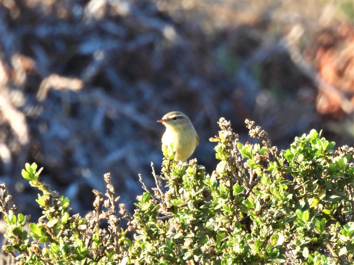 eBird Checklist - 19 Oct 2022 - Rodeo Lagoon - 3 species