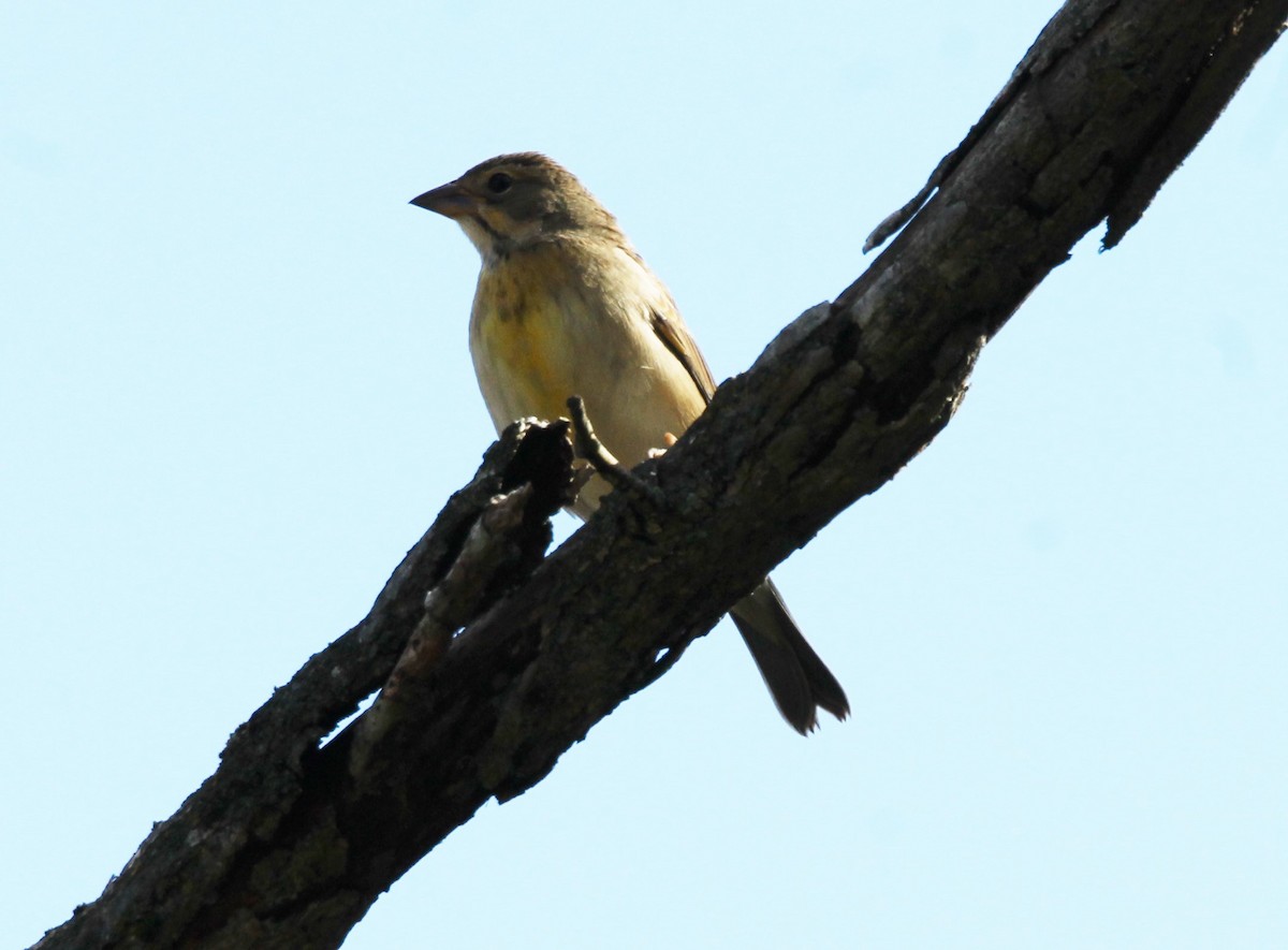 eBird Checklist - 19 Oct 2022 - Maple Knoll Farms (restricted access ...