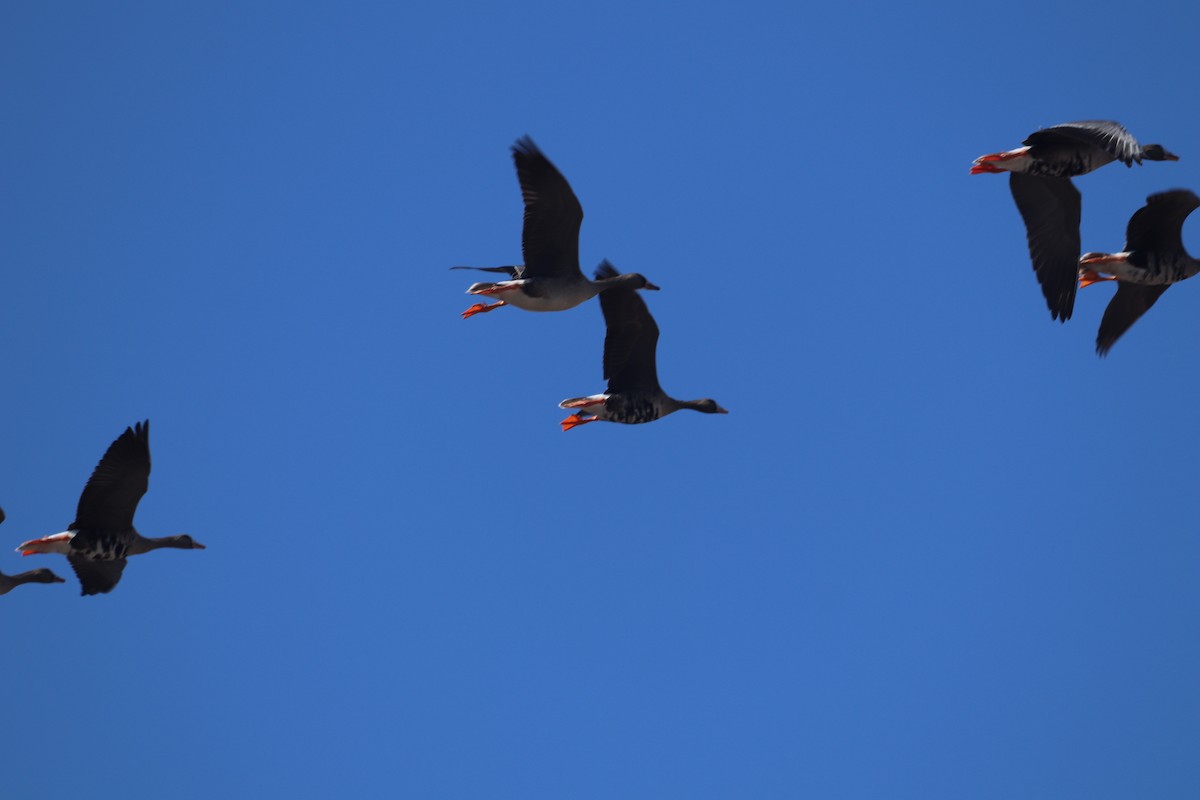 eBird Checklist - 18 Oct 2022 - Santa Rosa Island--Historic Ranch Area ...