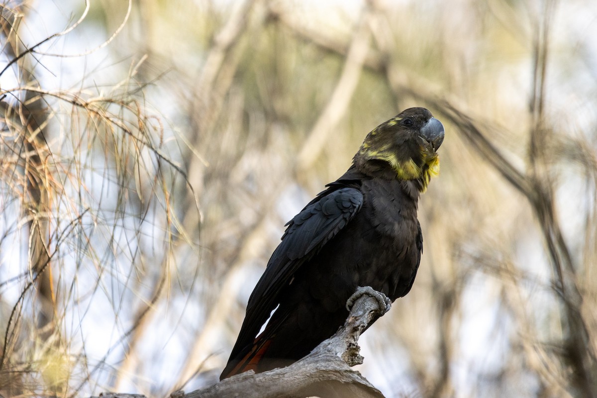 eBird Checklist - 20 Oct 2022 - Mount Majura Nature Reserve - 4 species