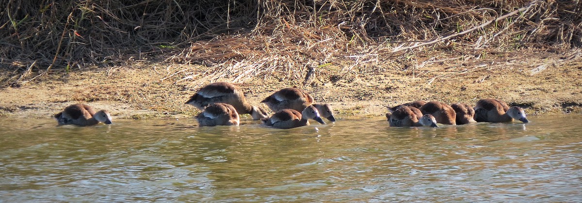 eBird Checklist - 19 Oct 2022 - ACBS Surveys ONLY - Singing River ...
