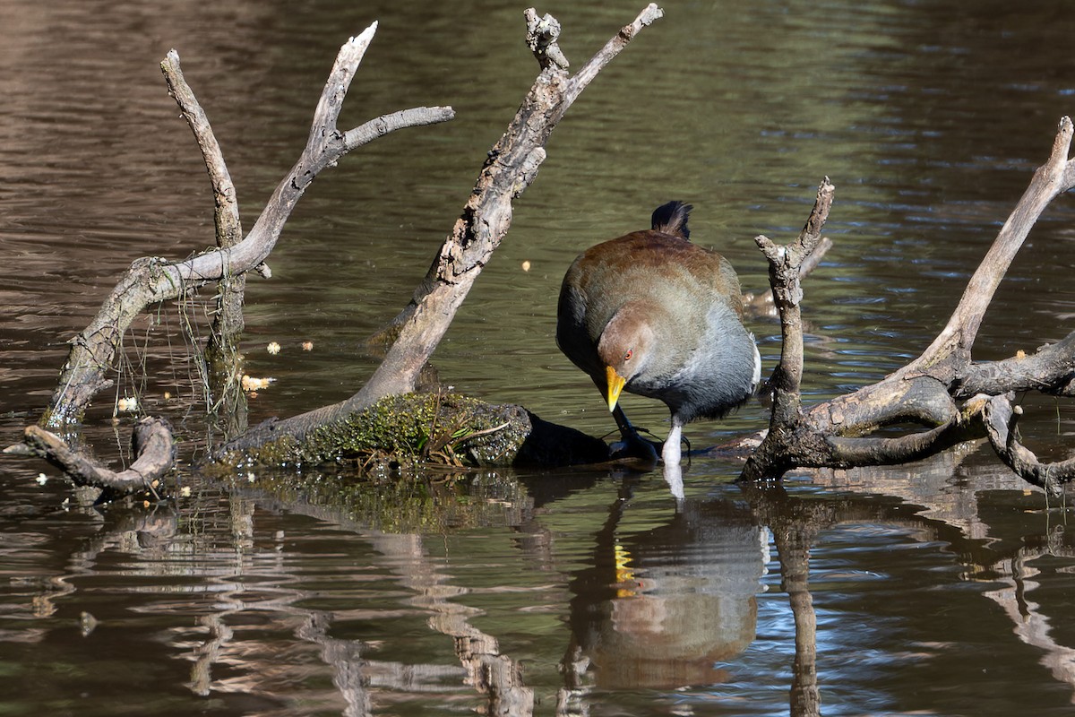 eBird Checklist - 9 Oct 2022 - Peter Murrell Reserves - 27 species