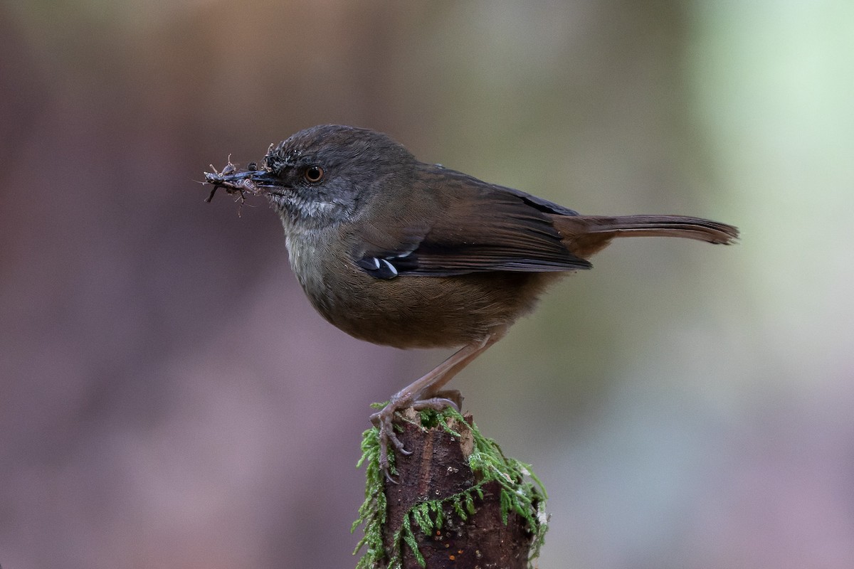 eBird Checklist - 9 Oct 2022 - Mount Field National Park--Tall Trees ...