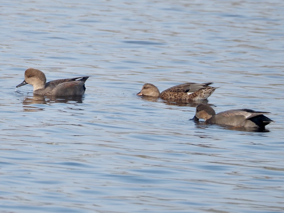 eBird Checklist - 19 Oct 2022 - Kah Tai Lagoon - 17 species
