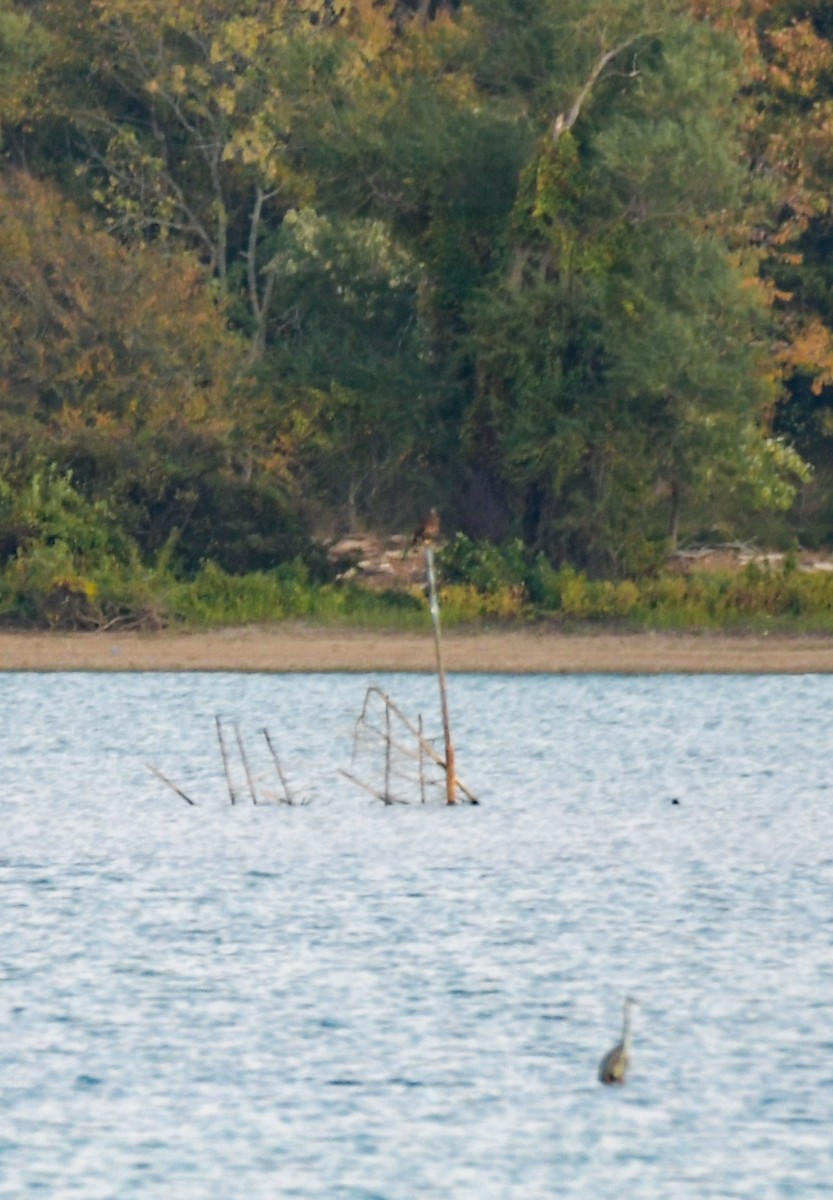 eBird Checklist - 19 Oct 2022 - Nathan Bedford Forrest SP--Eva Beach ...