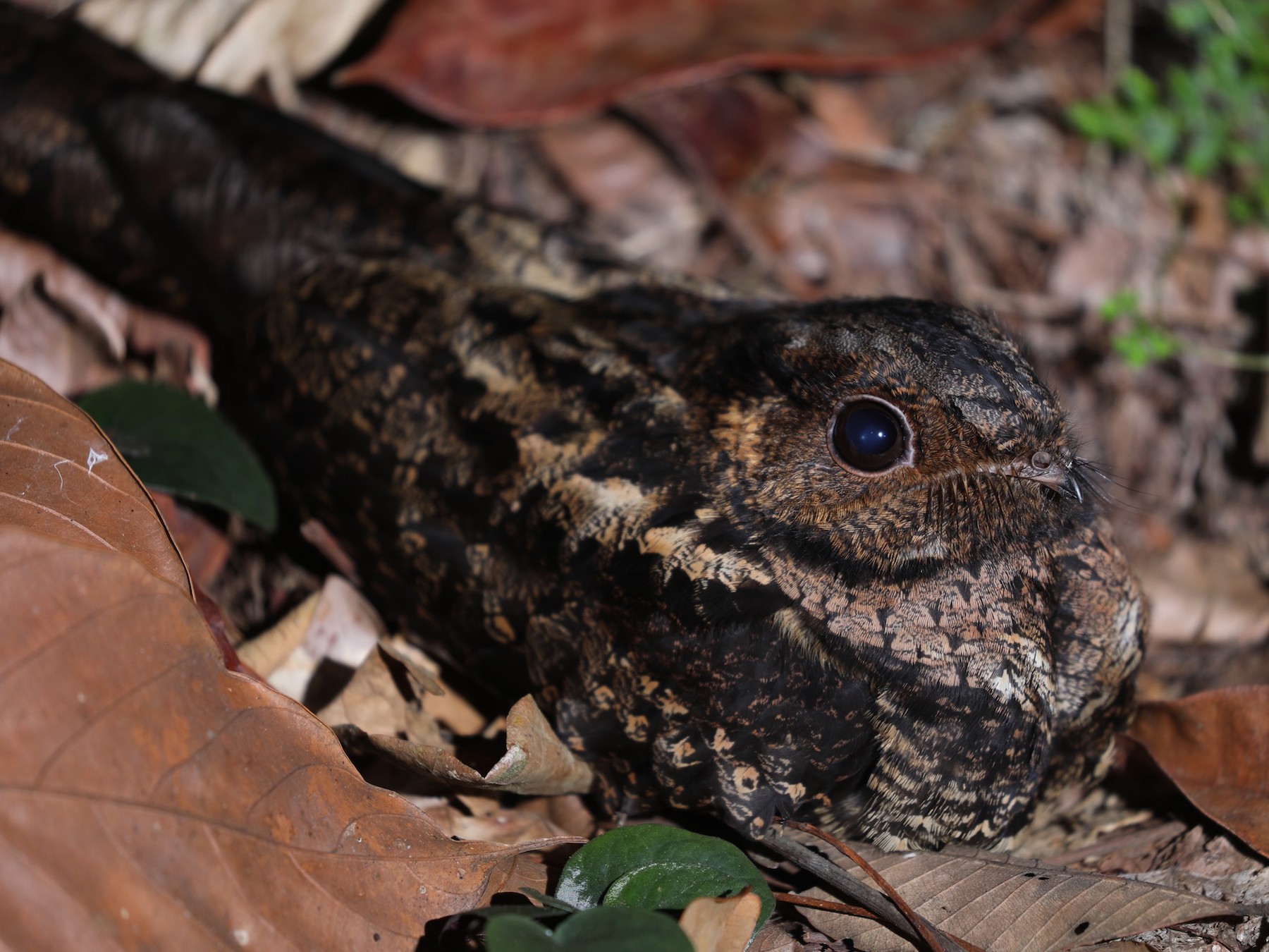 Bates's Nightjar - eBird