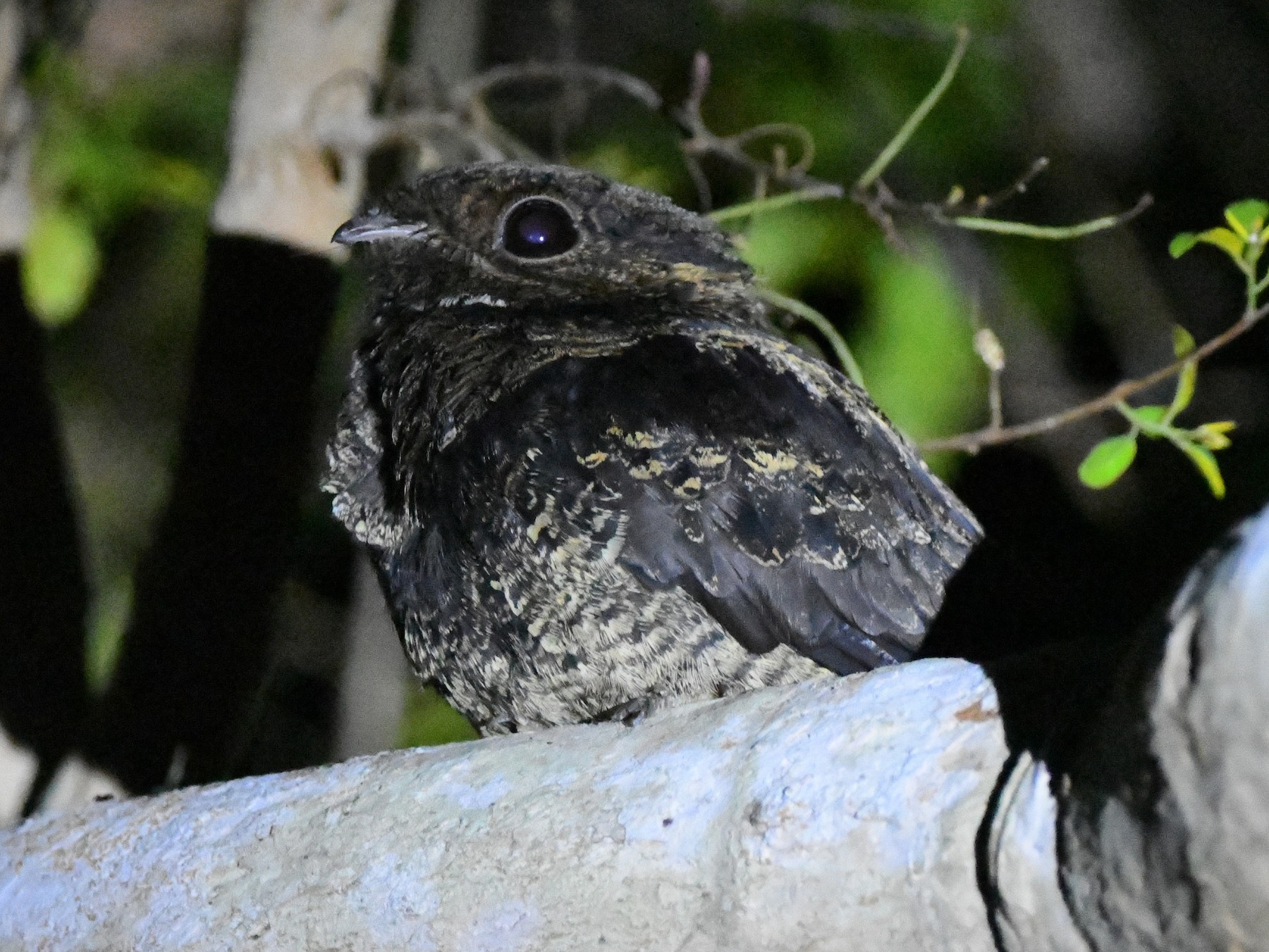 Bates's Nightjar - eBird