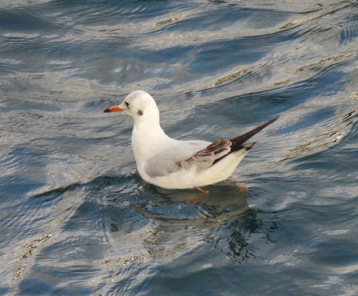 ML495622691 - Black-headed Gull - Macaulay Library