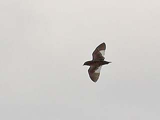 White-winged Flufftail - eBird