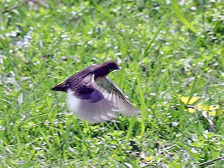 White-winged Flufftail - eBird