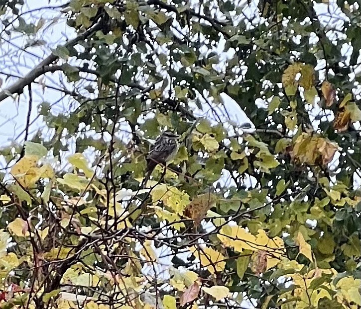 eBird Checklist - 19 Oct 2022 - stakeout Variegated Flycatcher, Pt. Aux ...