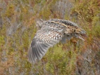 Fynbos Buttonquail - eBird