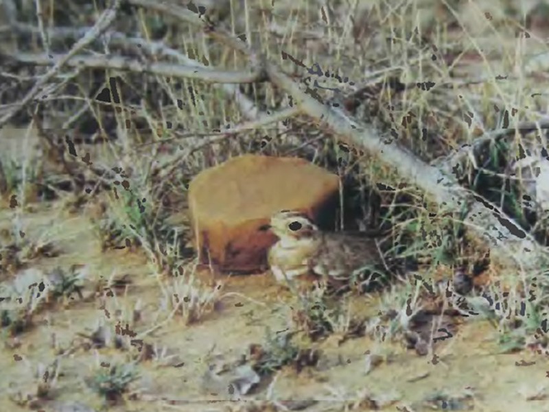 Jerdon's Courser - eBird