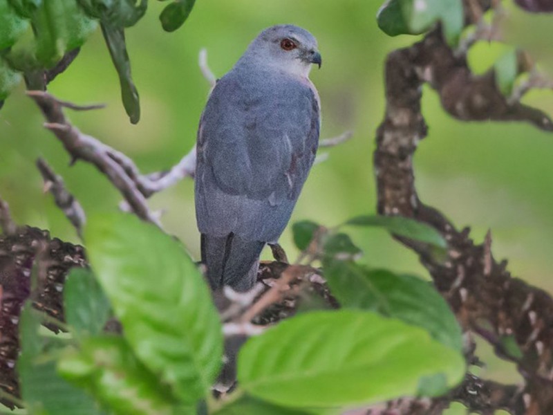 Nicobar Sparrowhawk - eBird