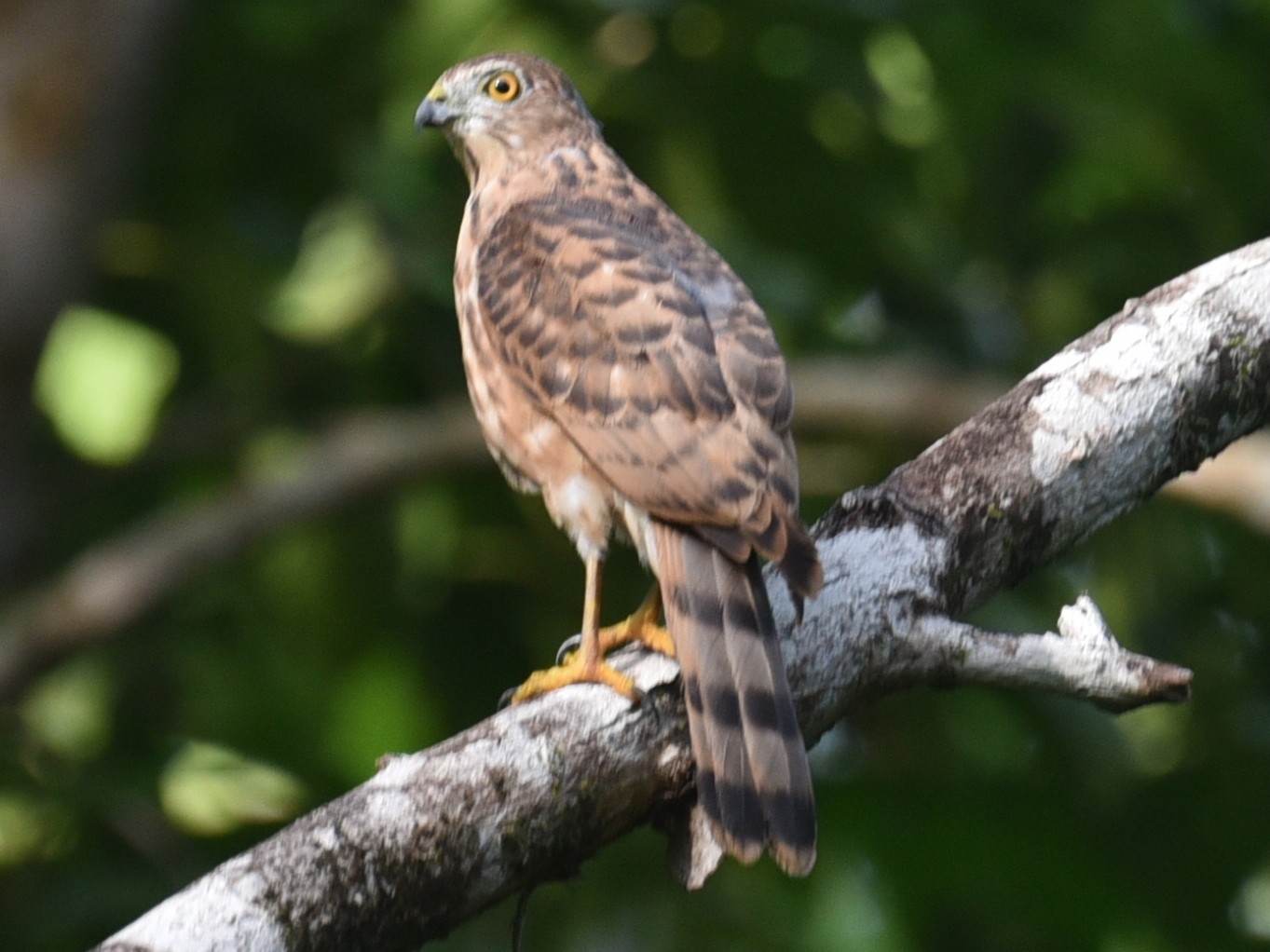 nicobar sparrowhawk - eBird