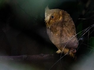 Sandy Scops-Owl - eBird