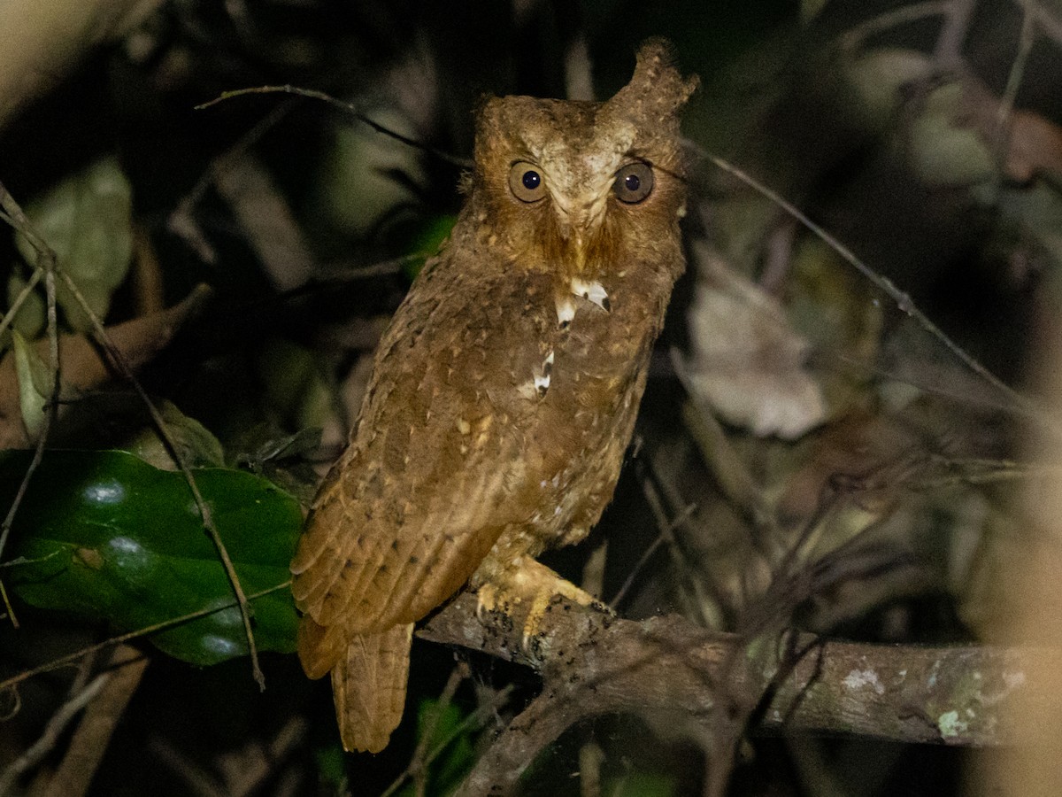 Sandy Scops-Owl - Otus icterorhynchus - Birds of the World