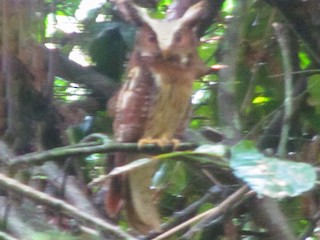 Maned Owl - Jubula lettii - Birds of the World