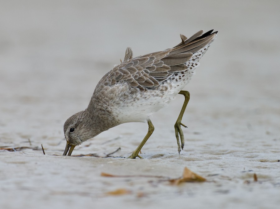 Short-billed/Long-billed Dowitcher - eBird