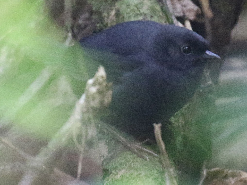 Utcubamba Tapaculo - eBird
