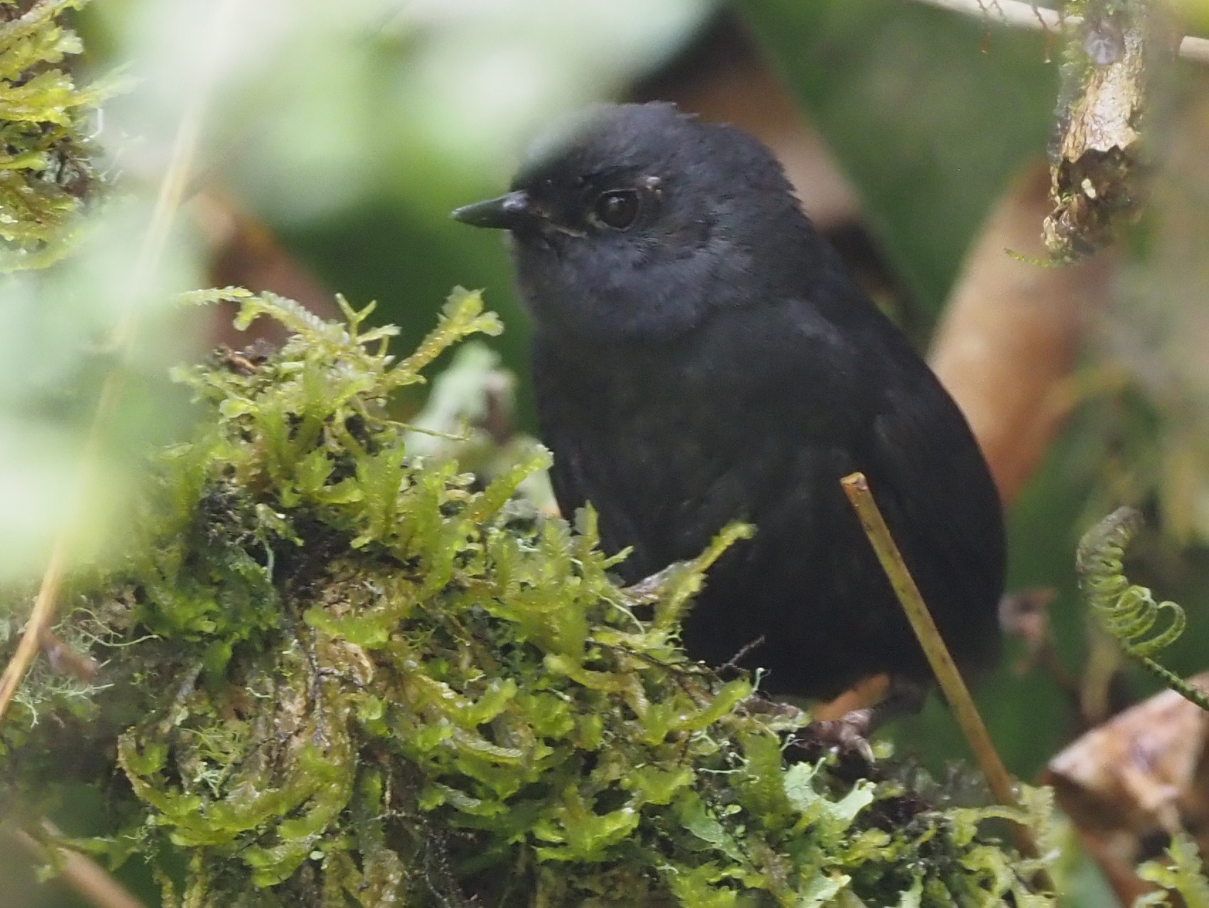 Utcubamba Tapaculo - eBird