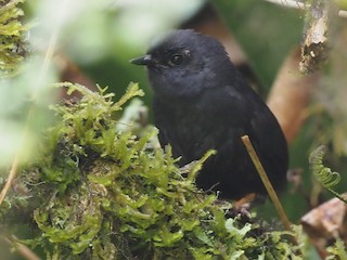 Utcubamba Tapaculo - eBird