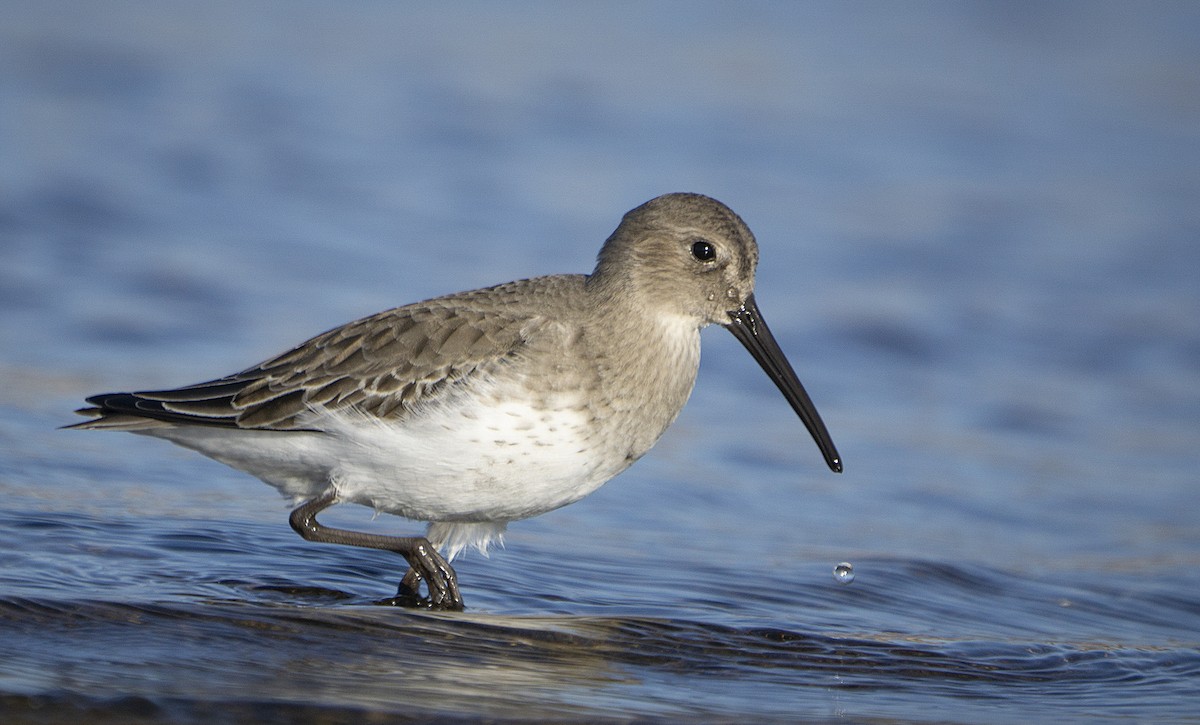 eBird Checklist - 19 Oct 2022 - Pt. Reyes--Abbotts Lagoon - 57 species ...