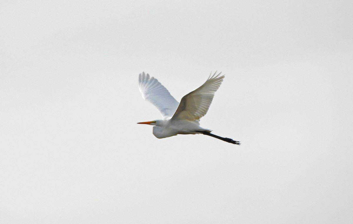 eBird Checklist - 20 Oct 2022 - Hartlen Point - 35 species
