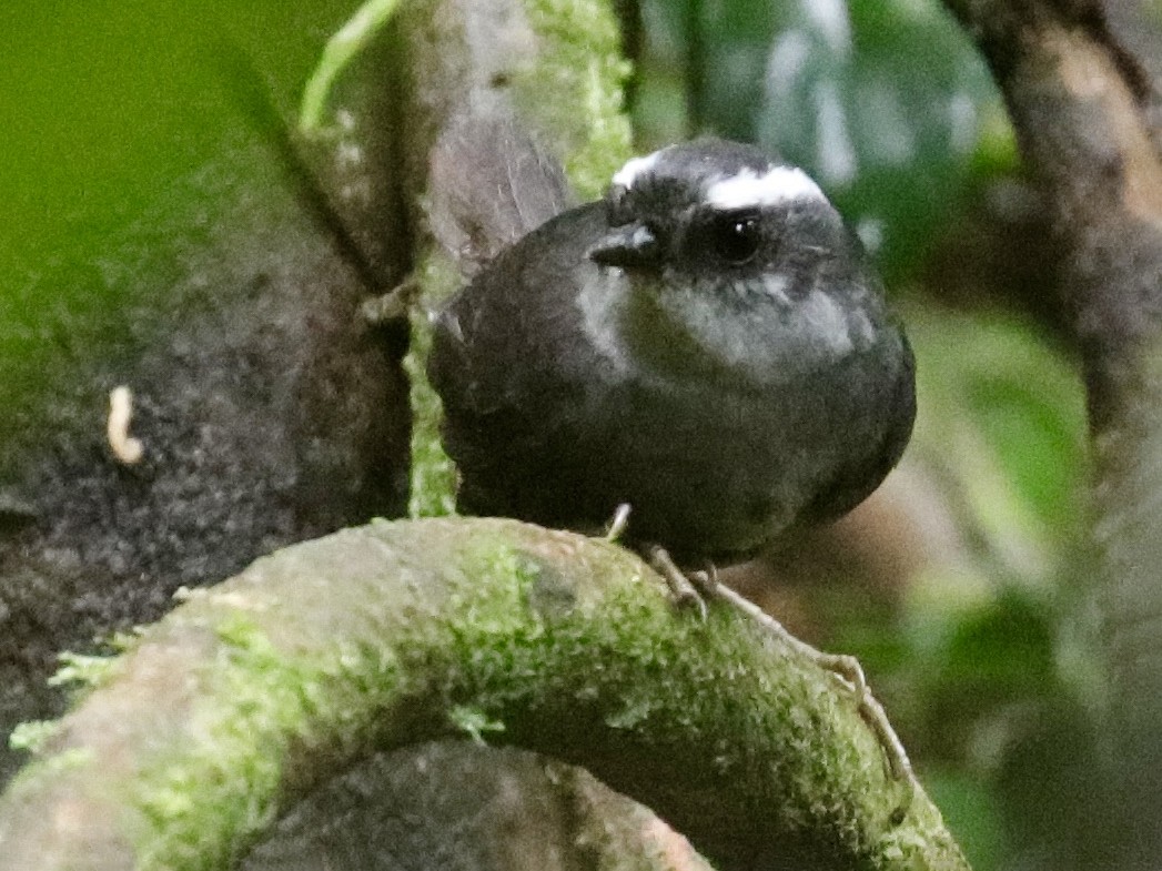Tacarcuna Tapaculo - eBird