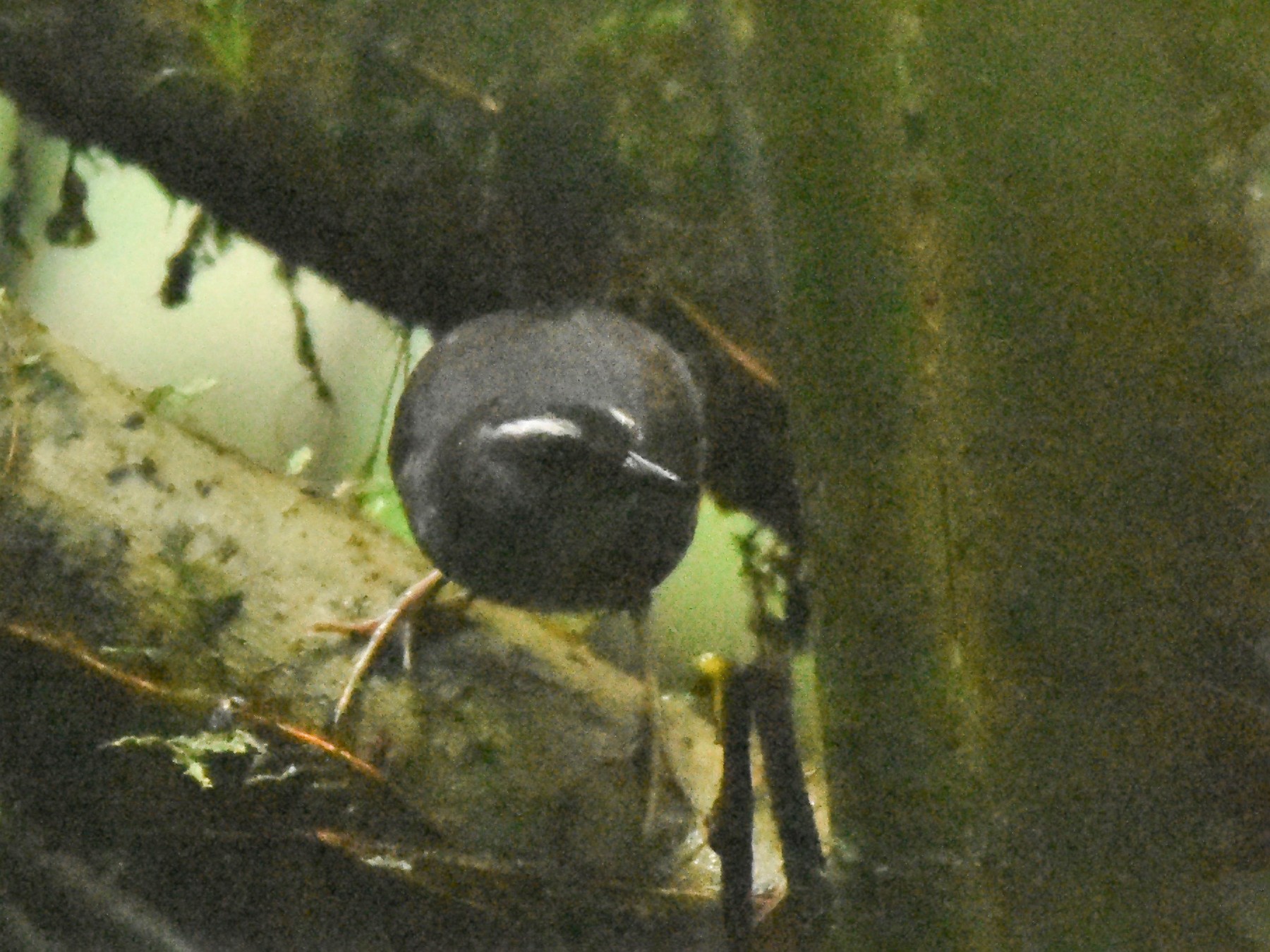Tacarcuna Tapaculo - eBird