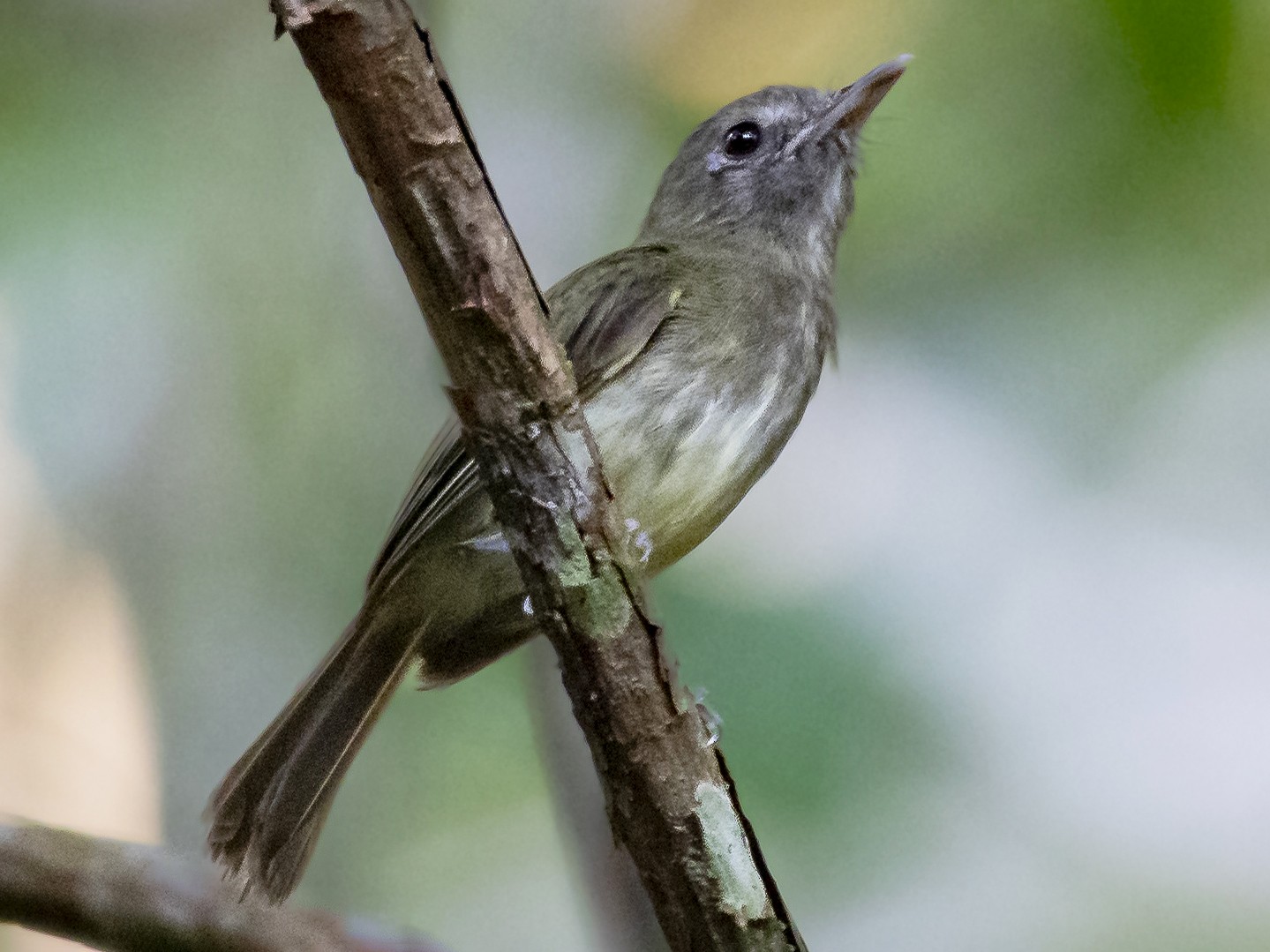 Boat-billed Tody-Tyrant - eBird