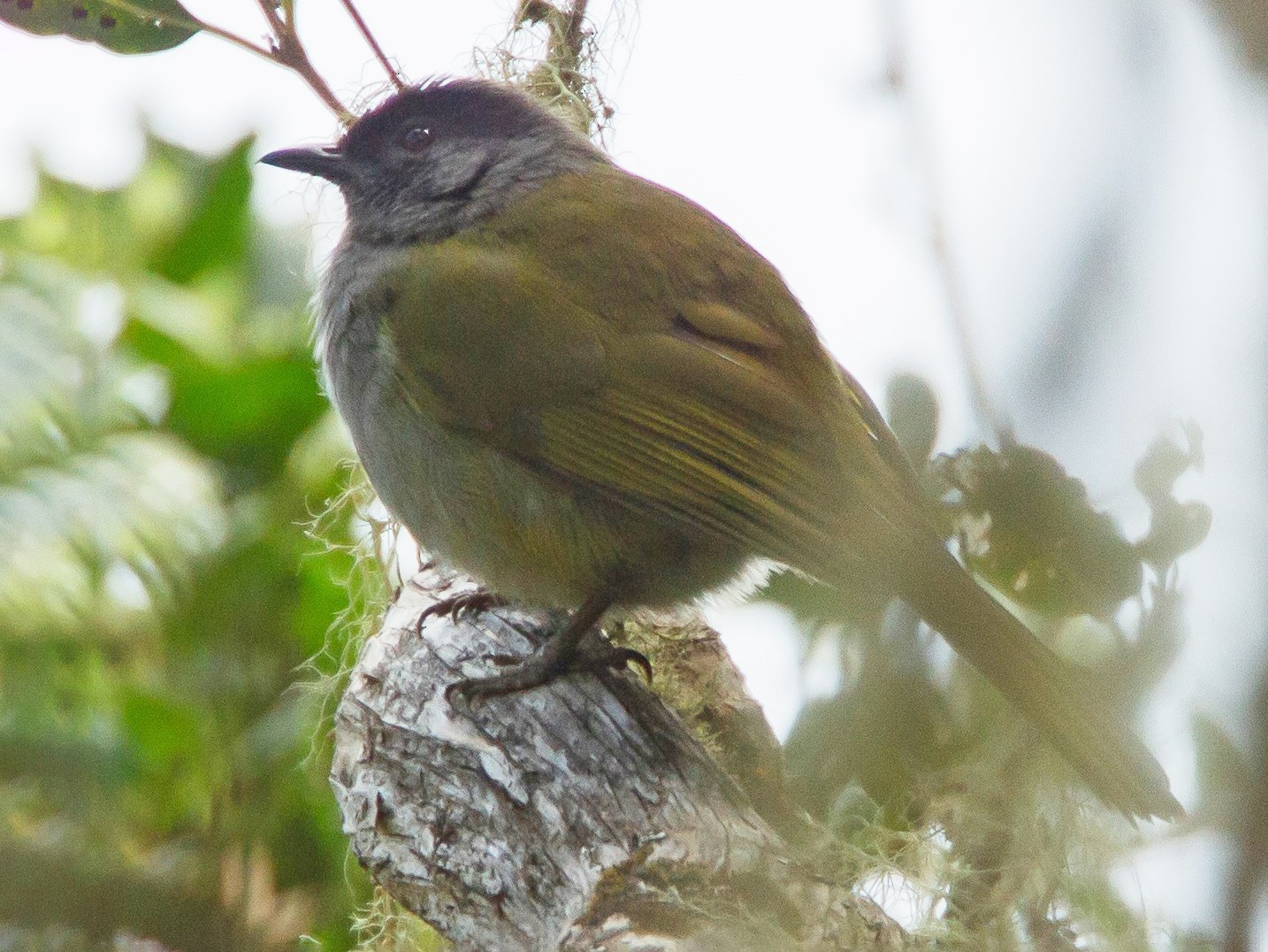 Uluguru Mountain Greenbul - eBird