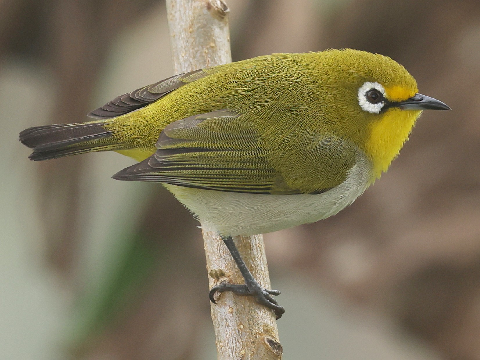 Zosterops anjouanensis - eBird