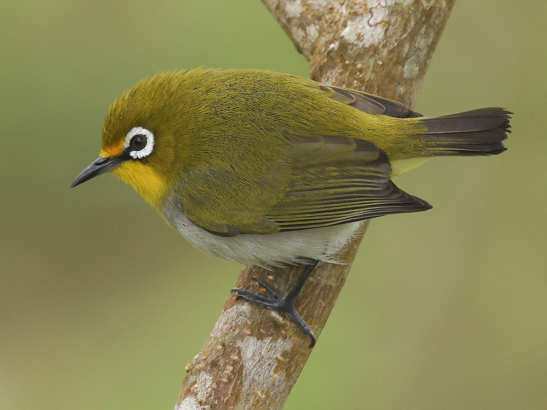 Zostérops d'Anjouan - eBird